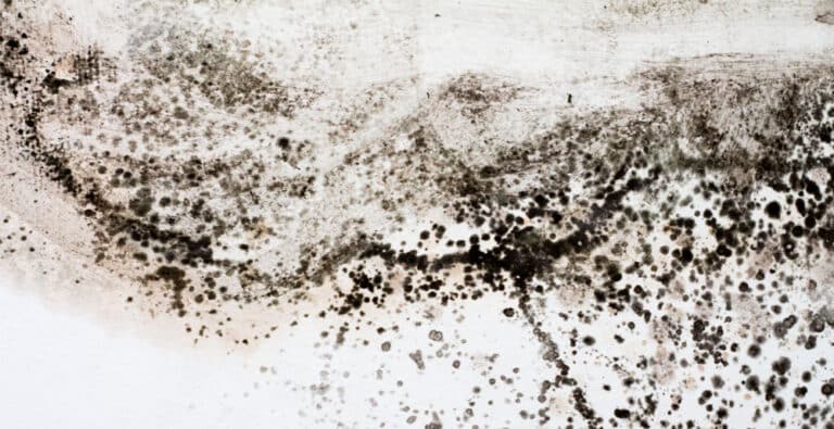 The Critical Mold Timeline Explained